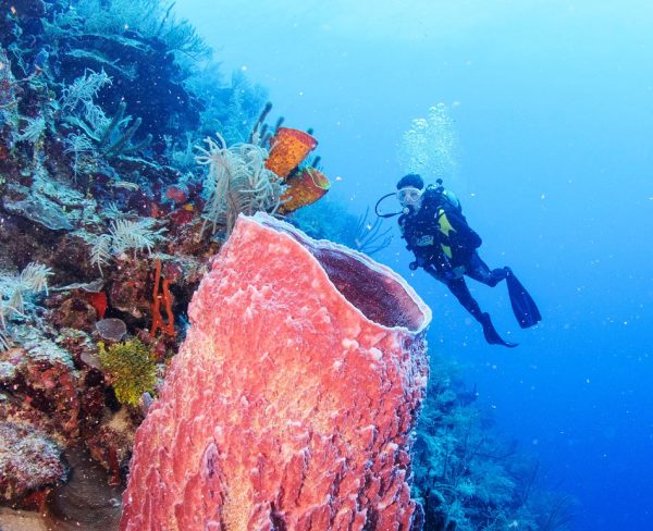 Belize Scuba Diving Tours | Glover's Reef Atoll | Blue Hole Diving