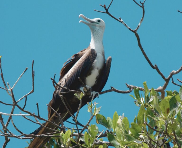 Belize Birding Tour | Manta Island Resort
